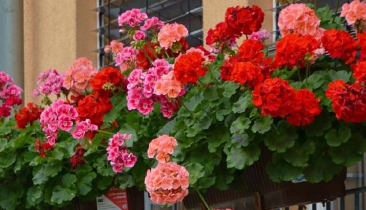 Mușcatele tale vor fi pline de flori dacă le pui rețeta aceasta simplă!