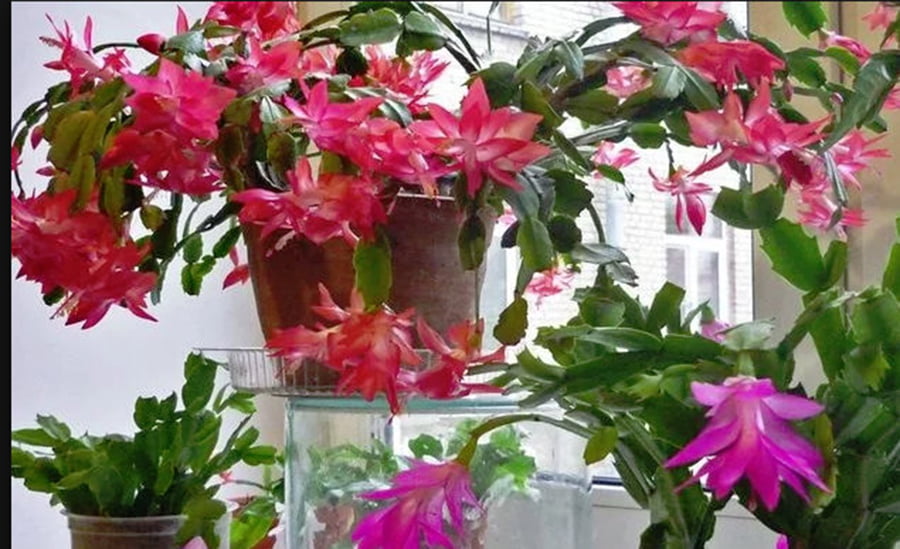 Cum se înmulțește ușor cactusul de Crăciun